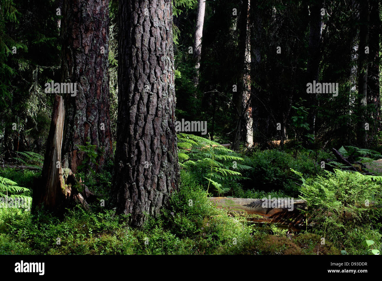 A forest, Sweden Stock Photo - Alamy