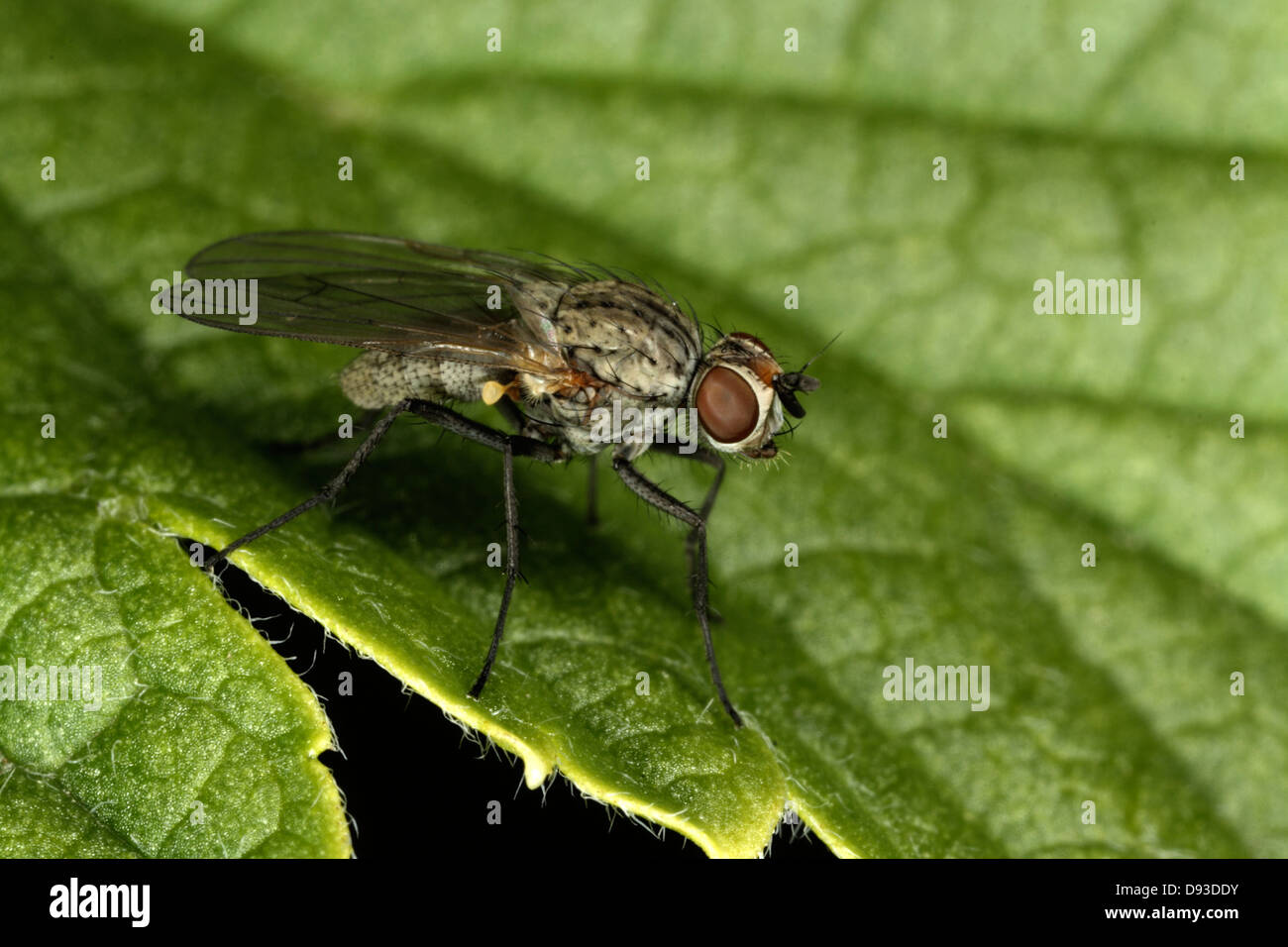 A fly, close-up Stock Photo - Alamy