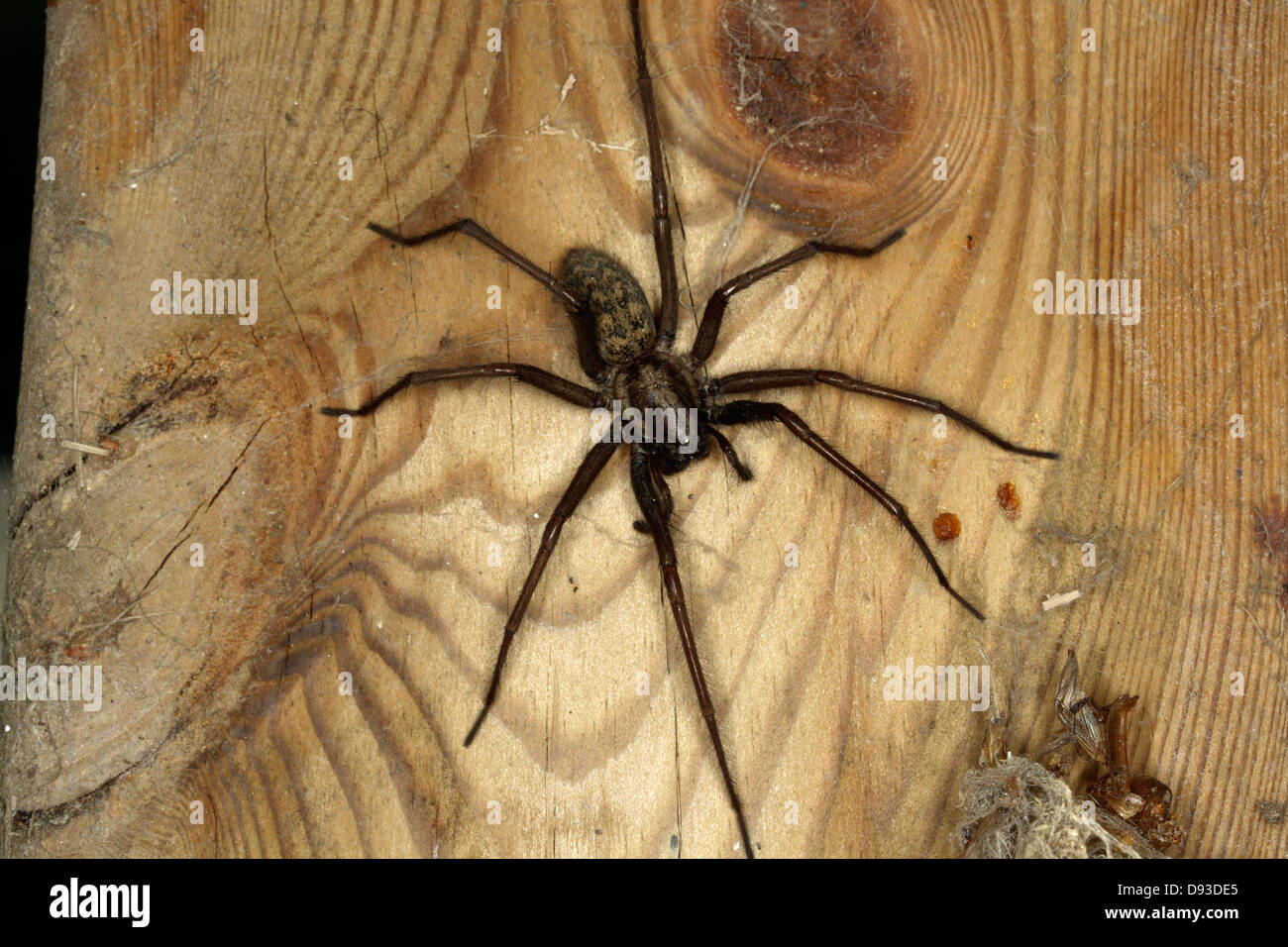 A spider, close-up Stock Photo - Alamy