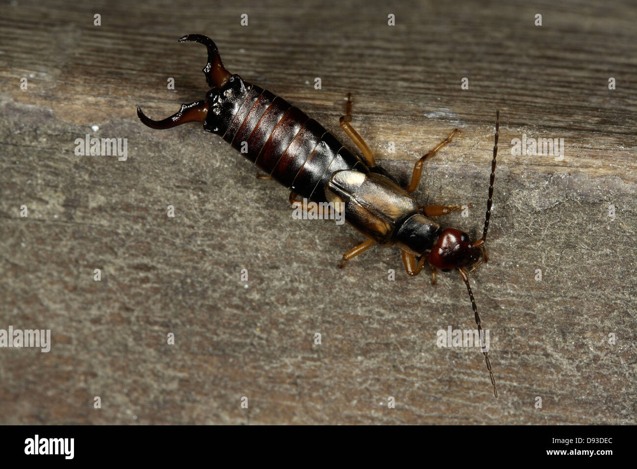 An earwig, close-up Stock Photo - Alamy