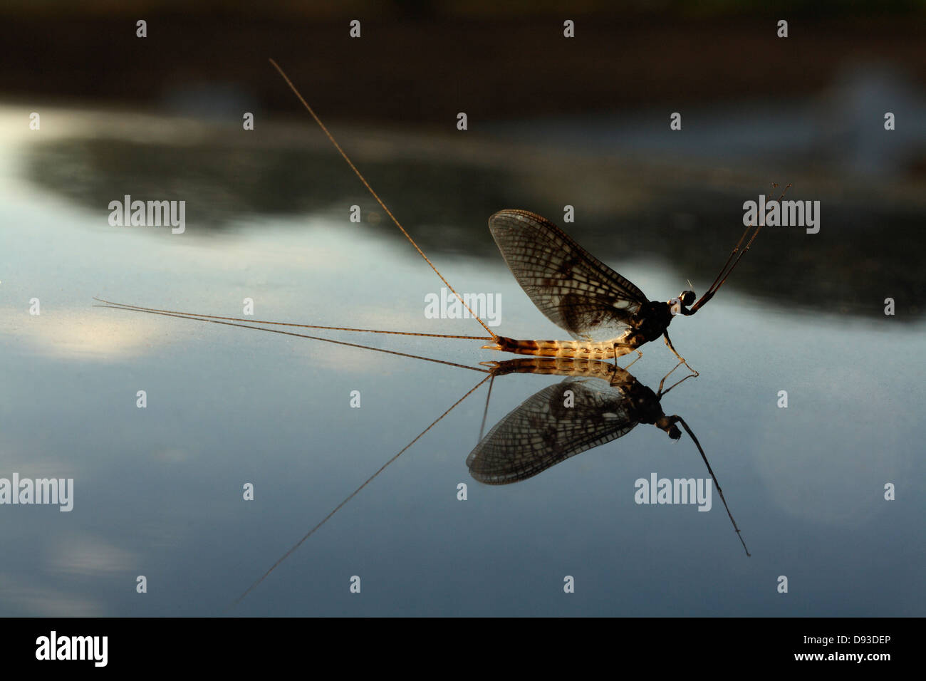 The mayfly hi-res stock photography and images - Alamy