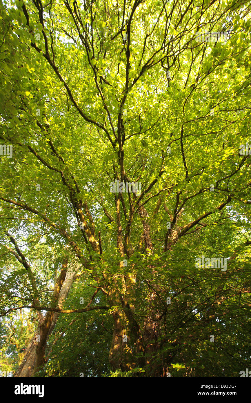 Beech tree leaves in Spring Stock Photo - Alamy