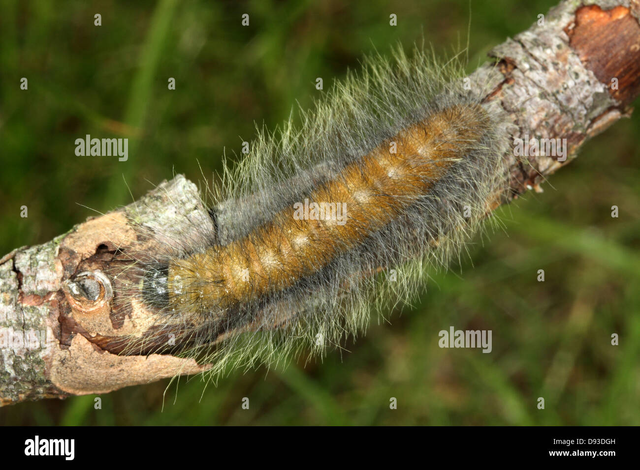 A caterpillar, close-up Stock Photo - Alamy