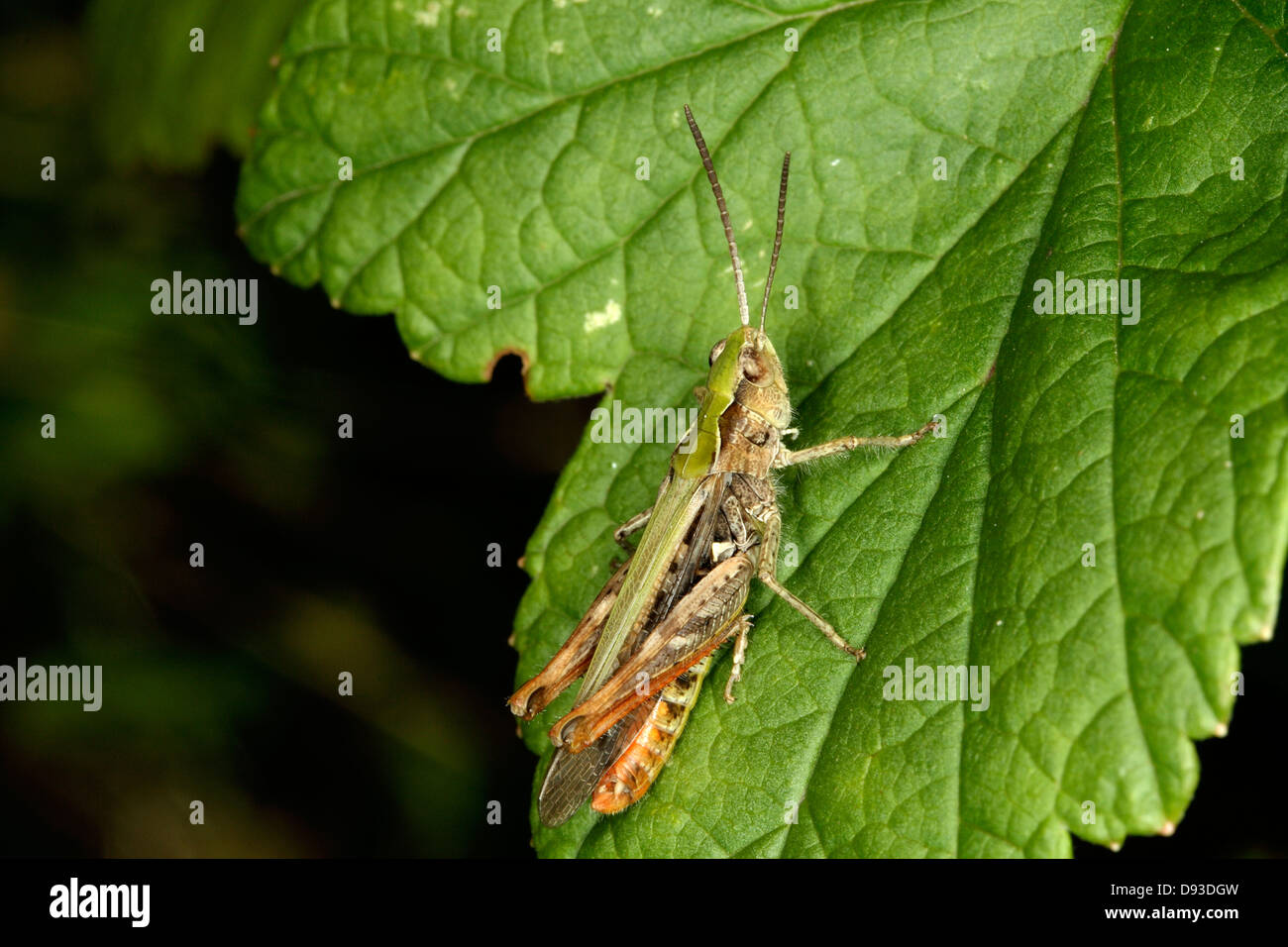 A grasshopper, close-up Stock Photo - Alamy