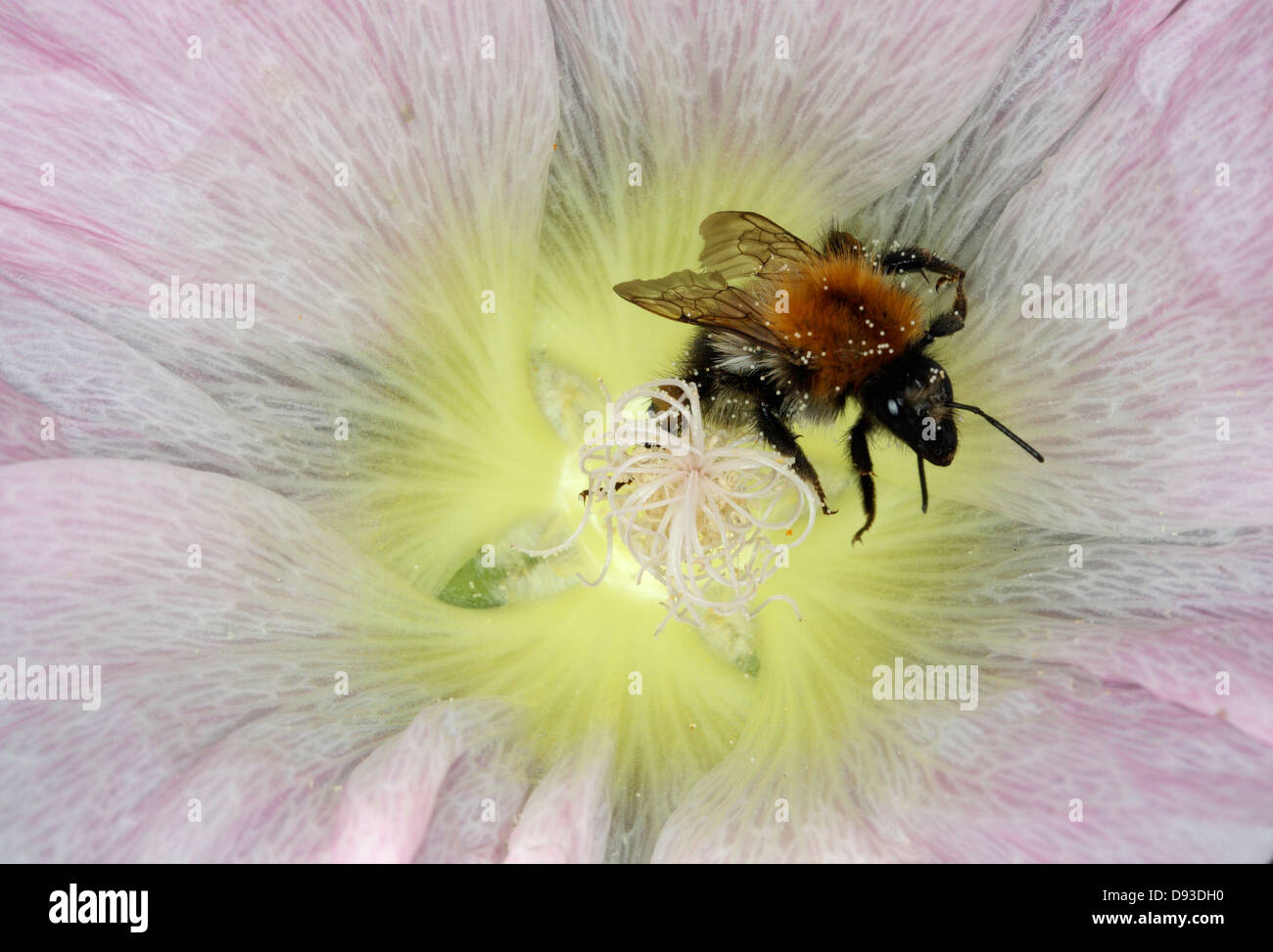 Etymology bee hi-res stock photography and images - Alamy
