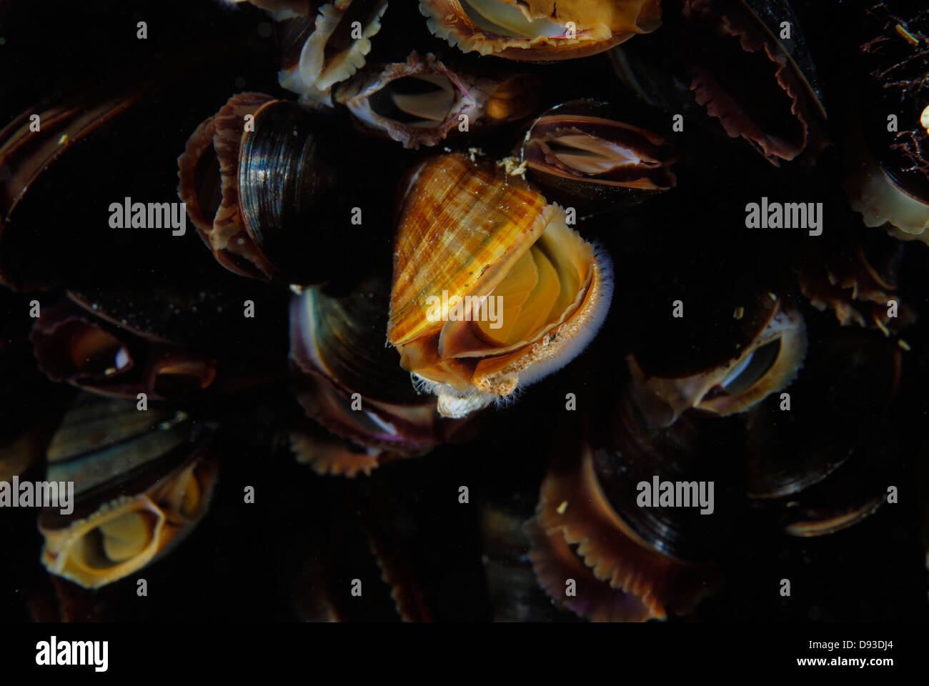 Sea mussels hi-res stock photography and images - Alamy