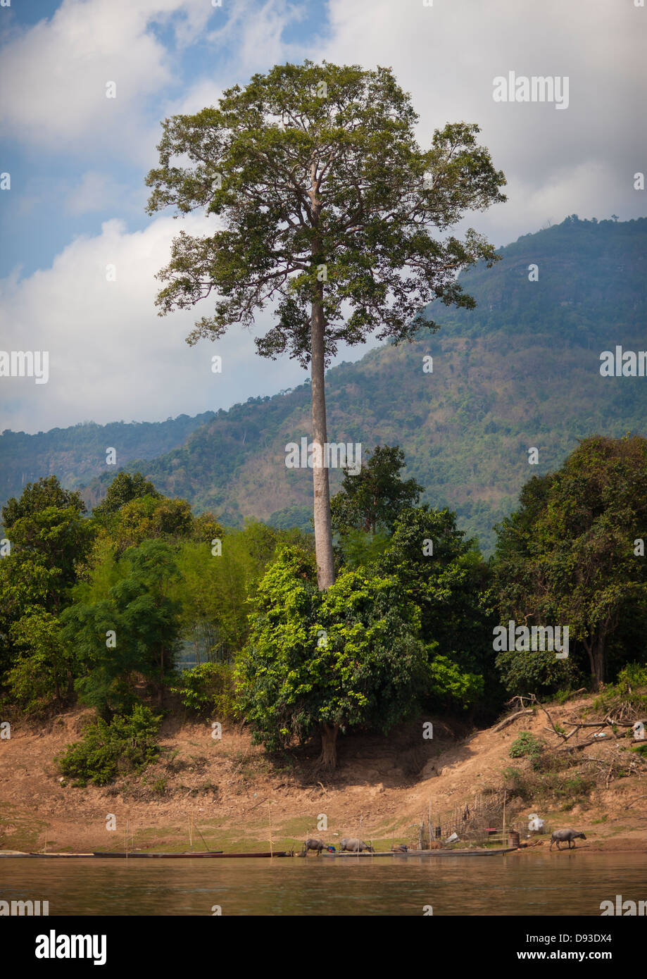 Mekong River Bank, Phonsaad, Laos Stock Photo - Alamy