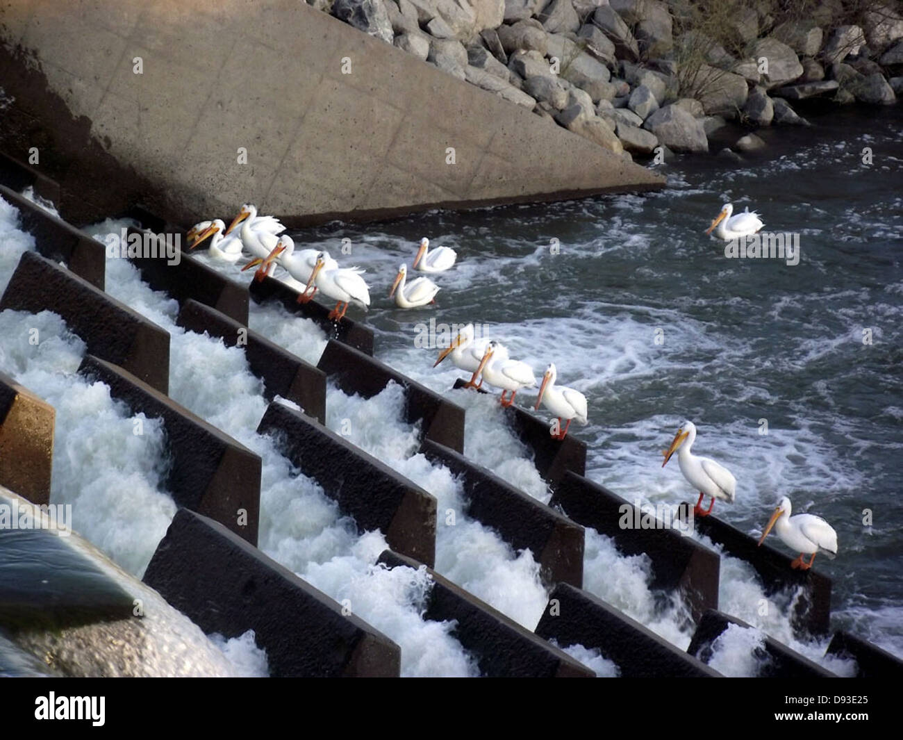 A photo of Pelican Watch at Marble Bluff Dam in the Mid-Pacific Region ...