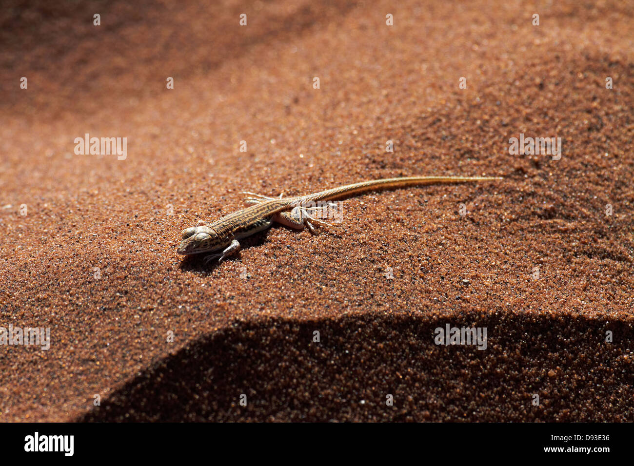Dune lizards hi-res stock photography and images - Alamy
