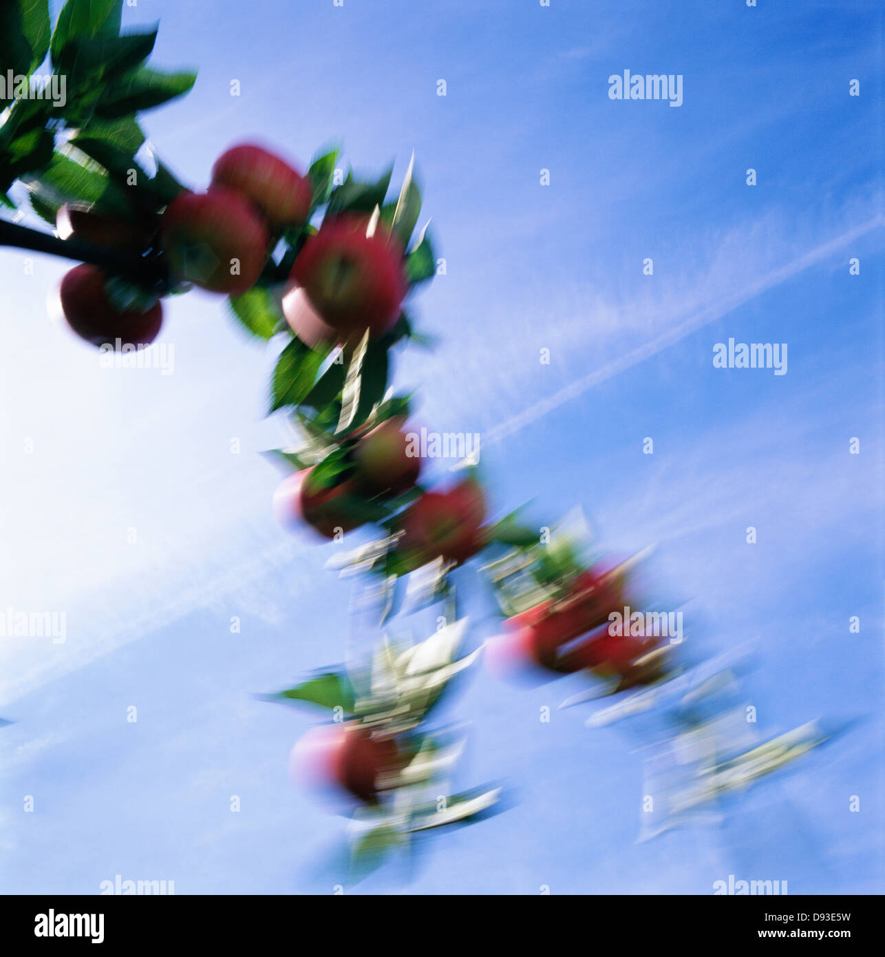 Fruit on branch, blurred motion Stock Photo - Alamy