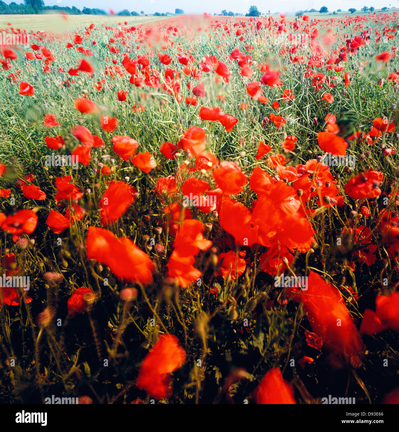Red flowers in field, close-up Stock Photo - Alamy