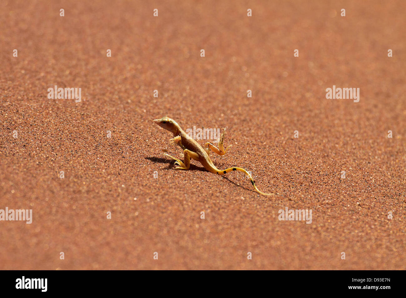 Shovel-Snouted Lizard (Meroles anchietae), lifting feet off hot sand ...
