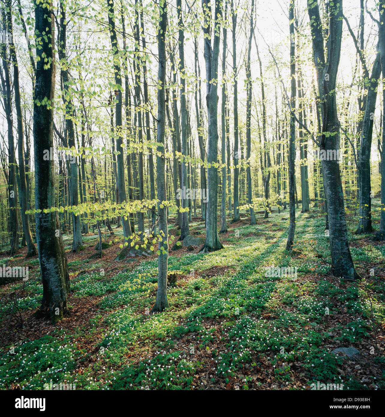 Trees in forest Stock Photo - Alamy