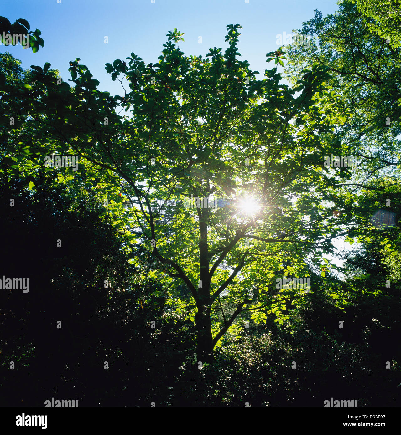Trees in forest Stock Photo - Alamy