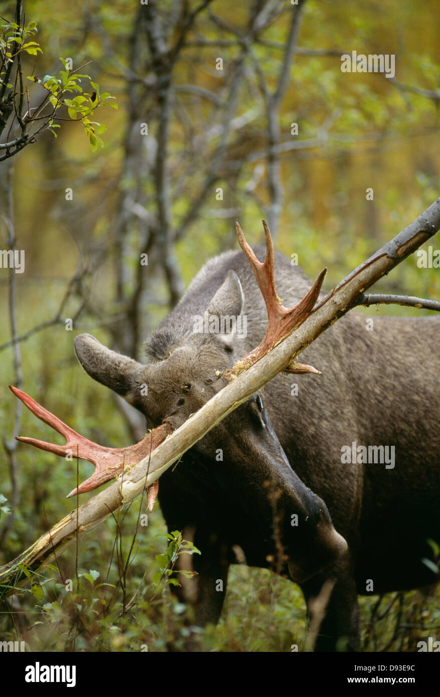 Tackling up hi-res stock photography and images - Alamy