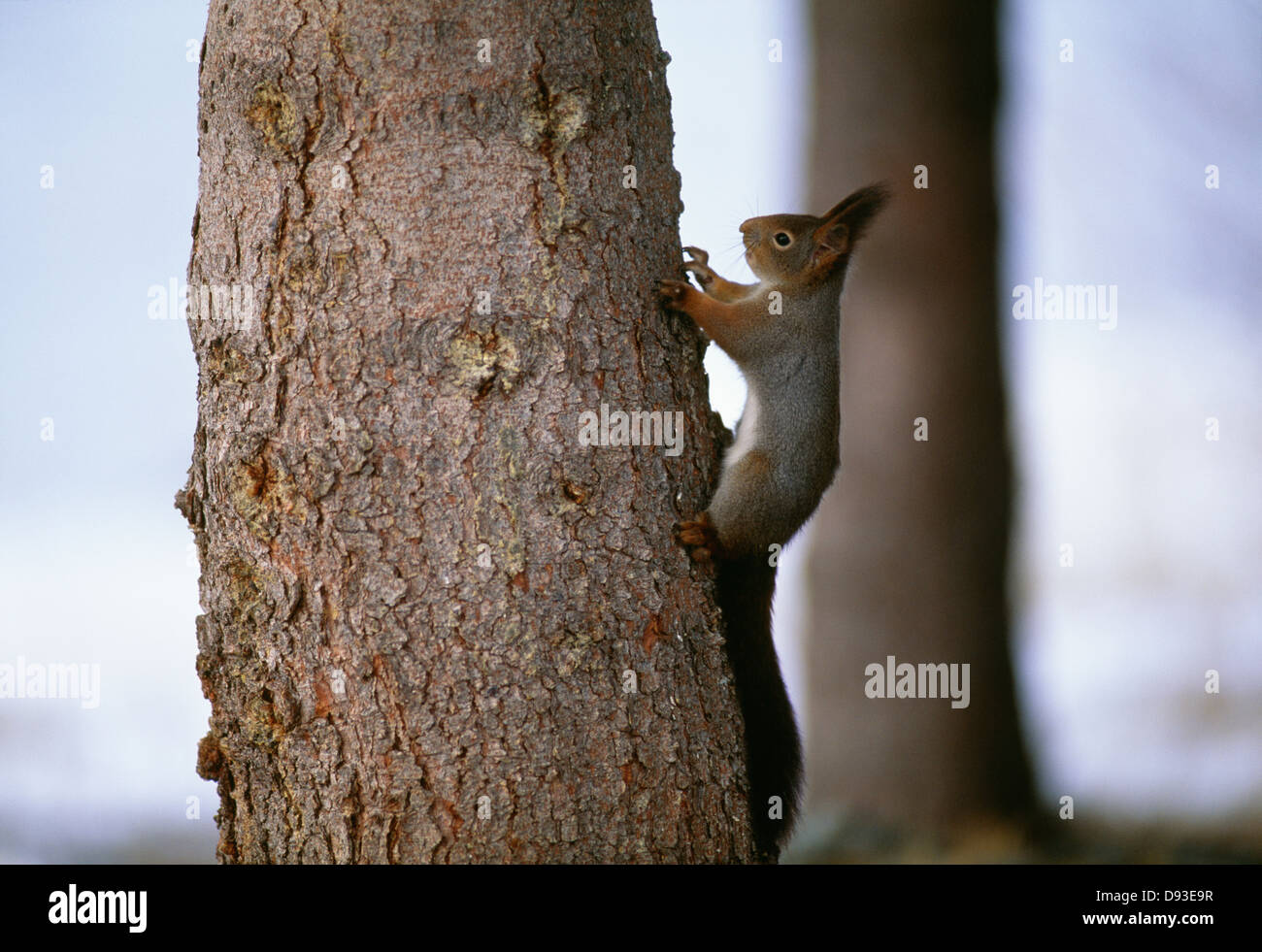 Climbing squirrel hi-res stock photography and images - Alamy