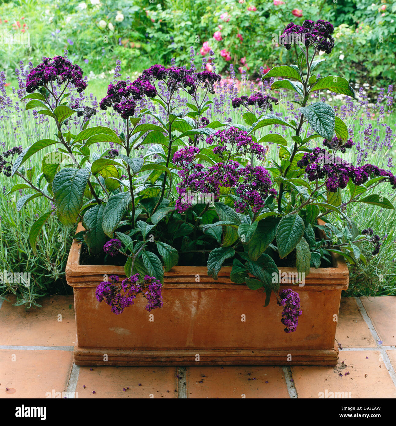 Flower in flower pot Stock Photo - Alamy