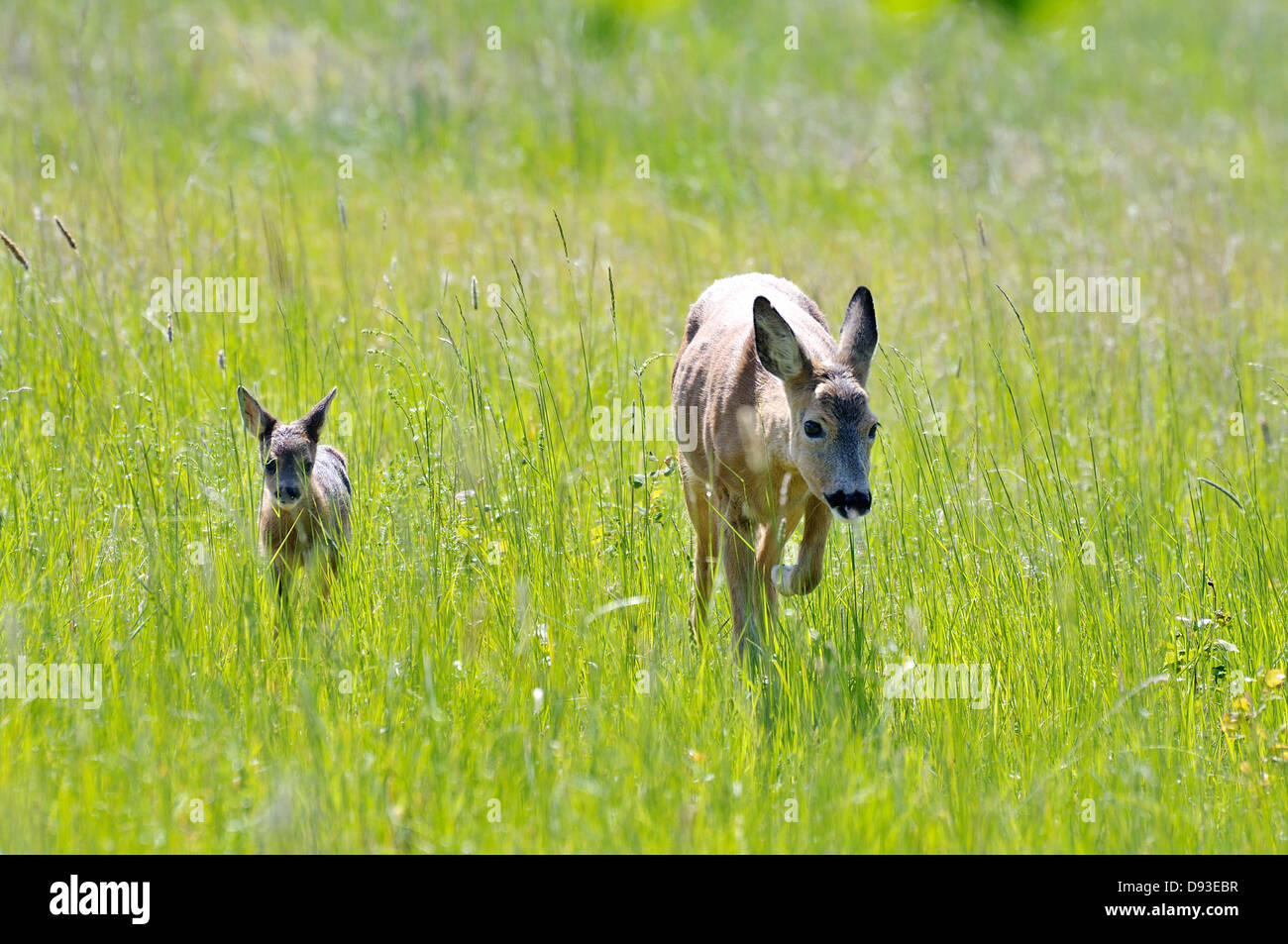 Roe doe with fawn Stock Photo - Alamy