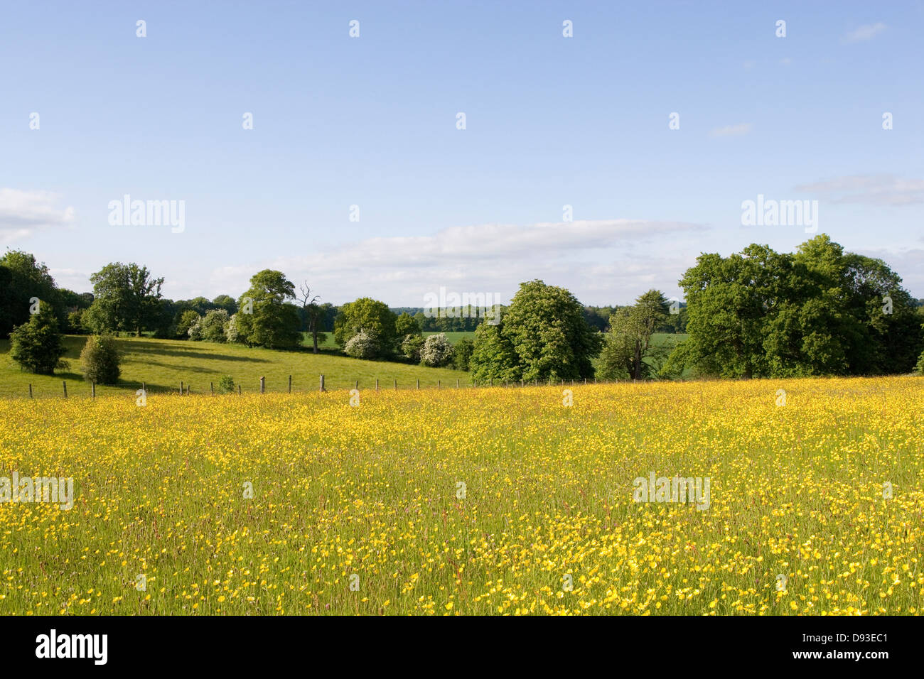 Buttercup fields hi-res stock photography and images - Alamy