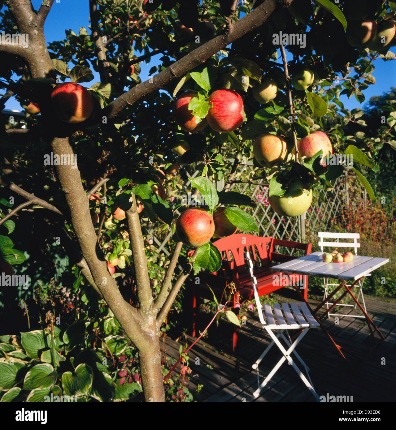 Table and chairs near apple tree Stock Photo - Alamy