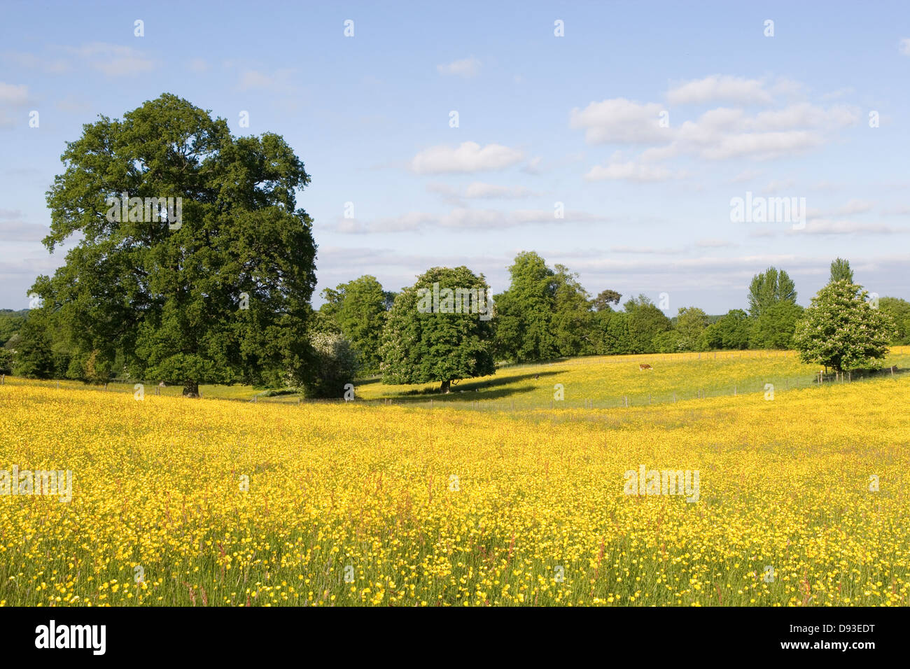 Buttercup fields hi-res stock photography and images - Alamy