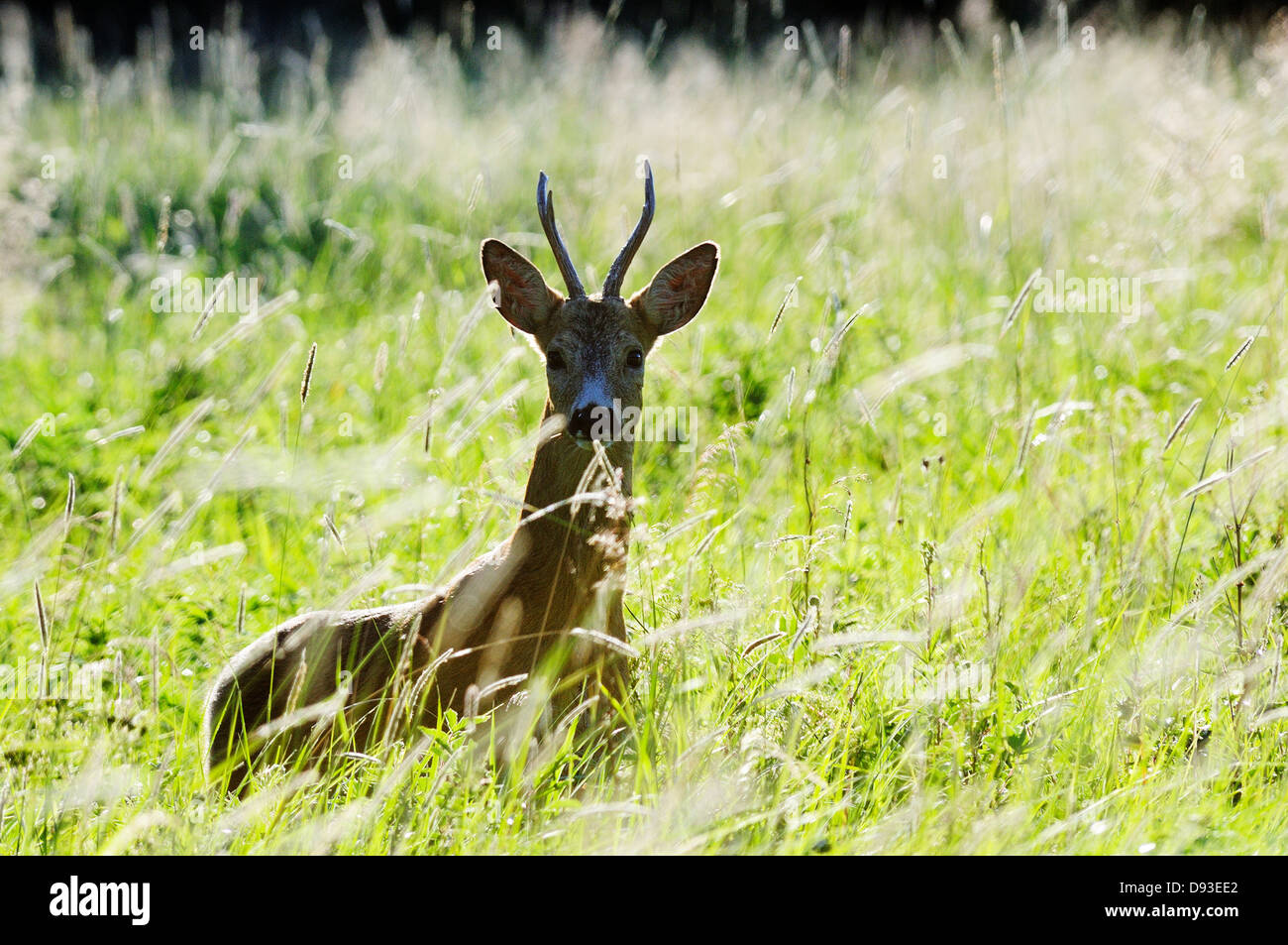 Roebuck in the grass Stock Photo - Alamy