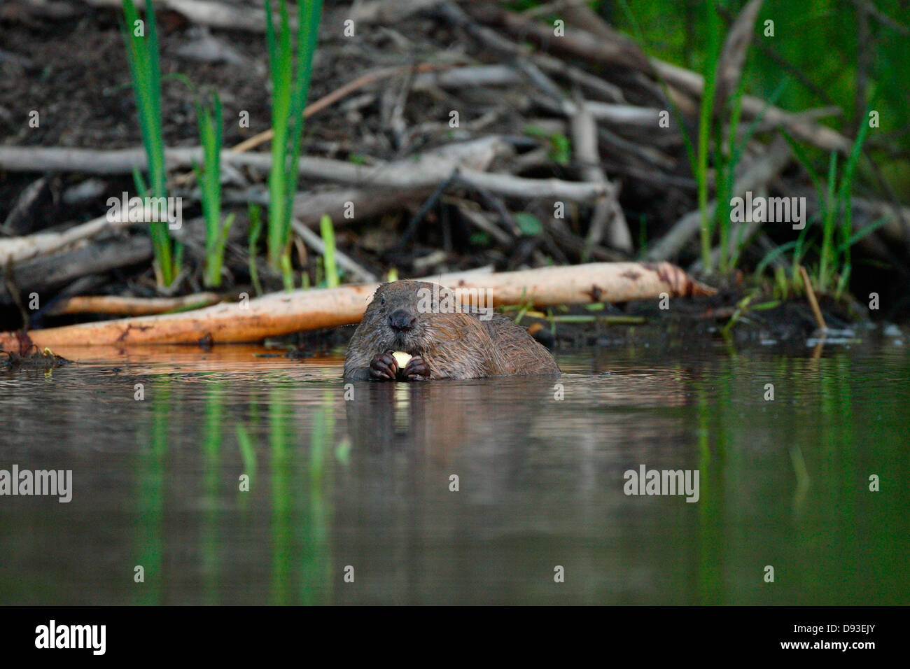 A beaver, Sweden Stock Photo - Alamy