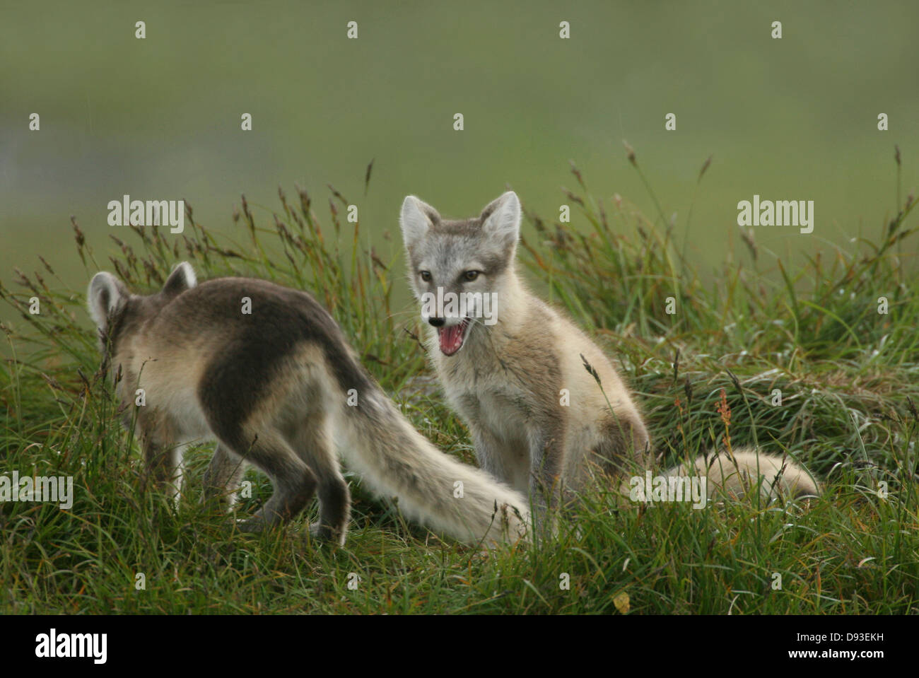 Two arctic foxes, Jamtland, Sweden Stock Photo - Alamy