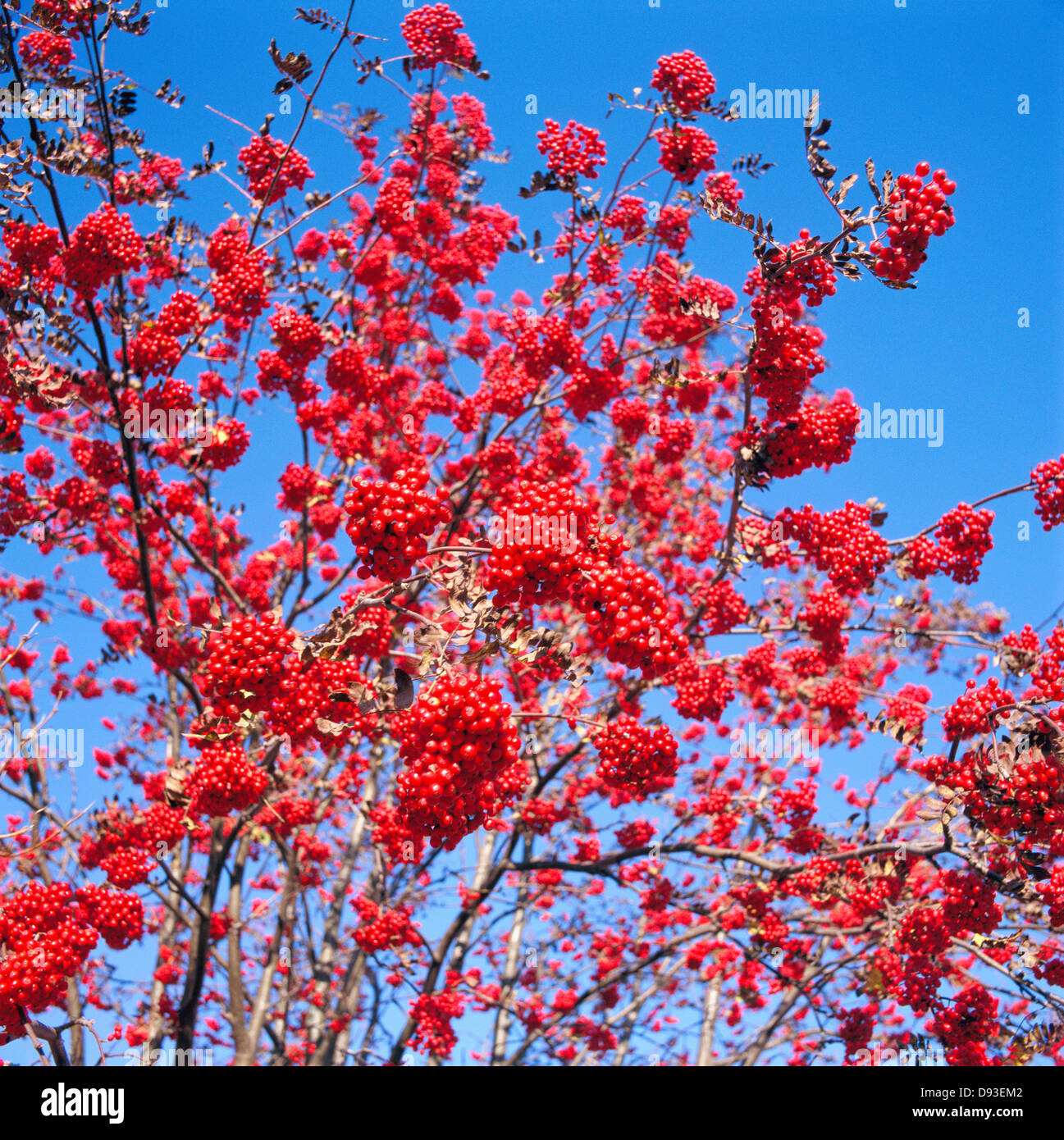 Sunlight and cherries hi-res stock photography and images - Alamy