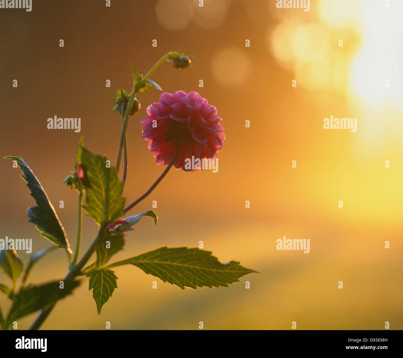 Horizontal flower stem hi-res stock photography and images - Alamy