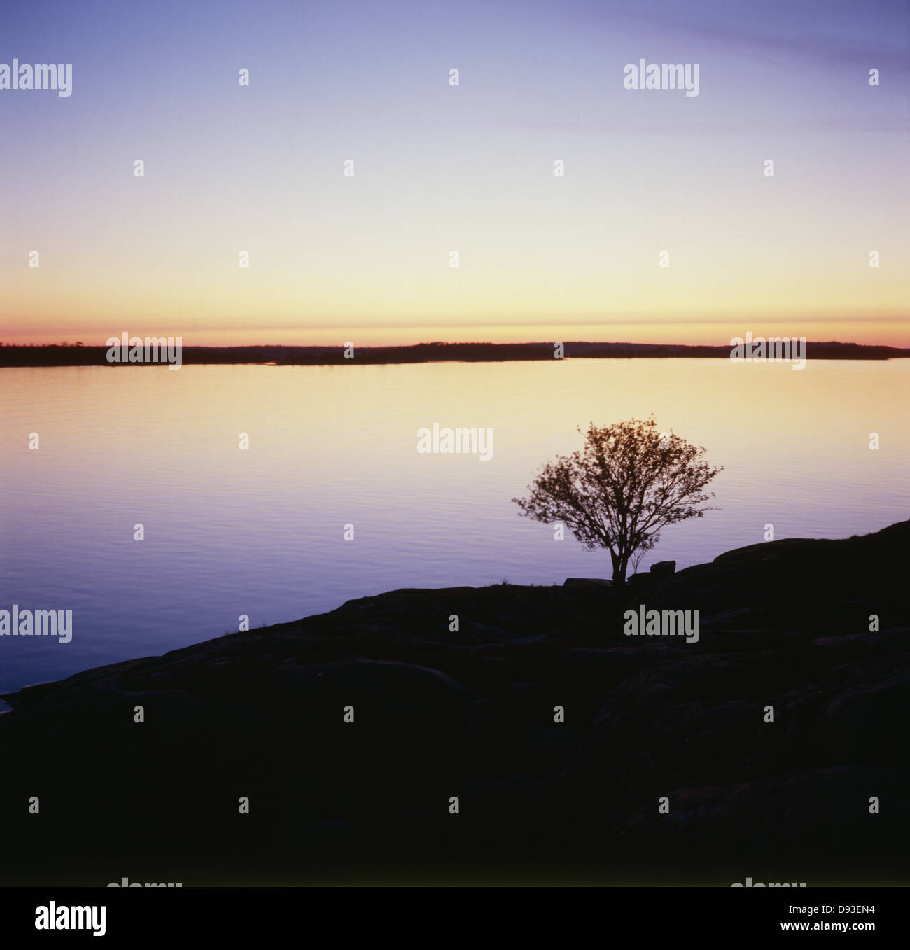 Tree with lake in background Stock Photo - Alamy
