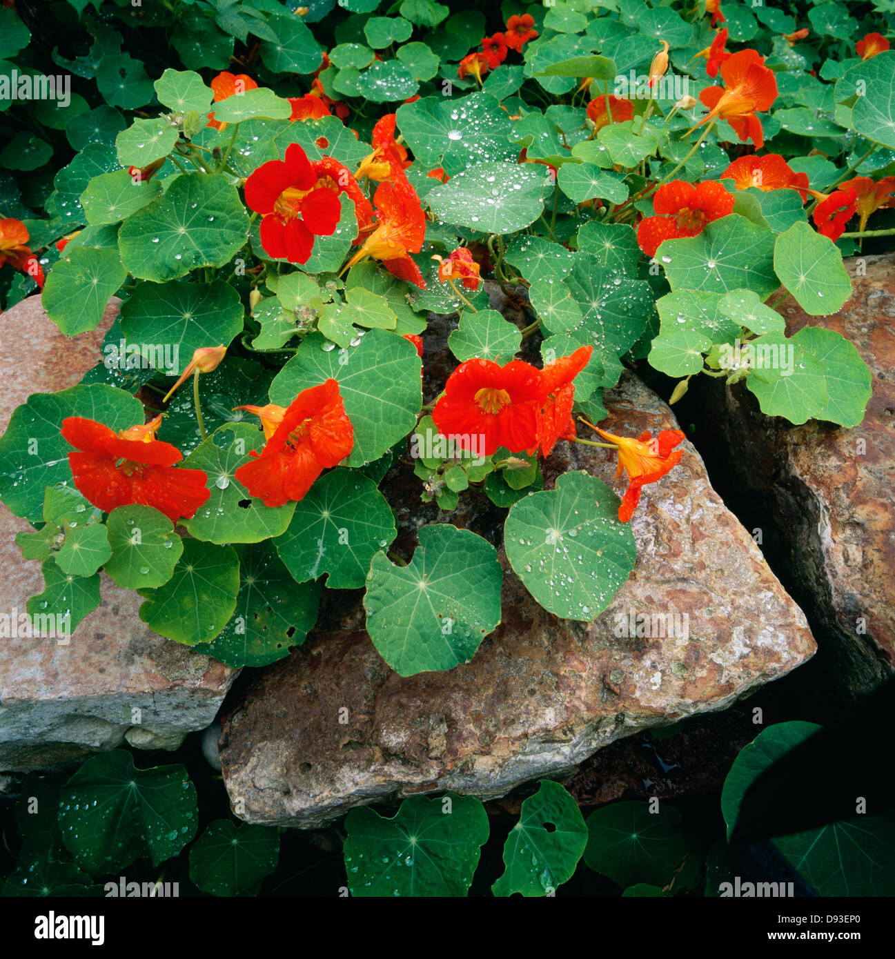 Overhead view flowers leaves hi-res stock photography and images - Alamy