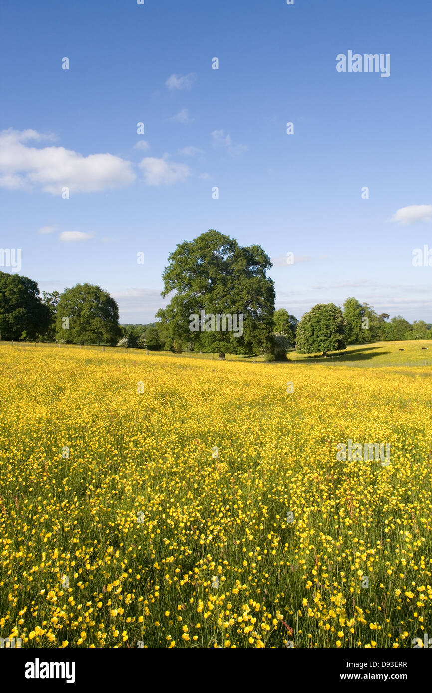 Wild buttercup fields in Hampshire (U.K Stock Photo - Alamy