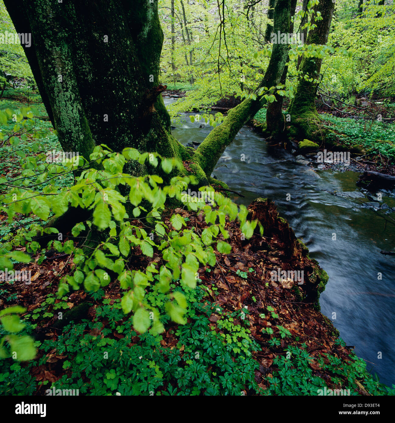 Stream amid dense trees Stock Photo - Alamy