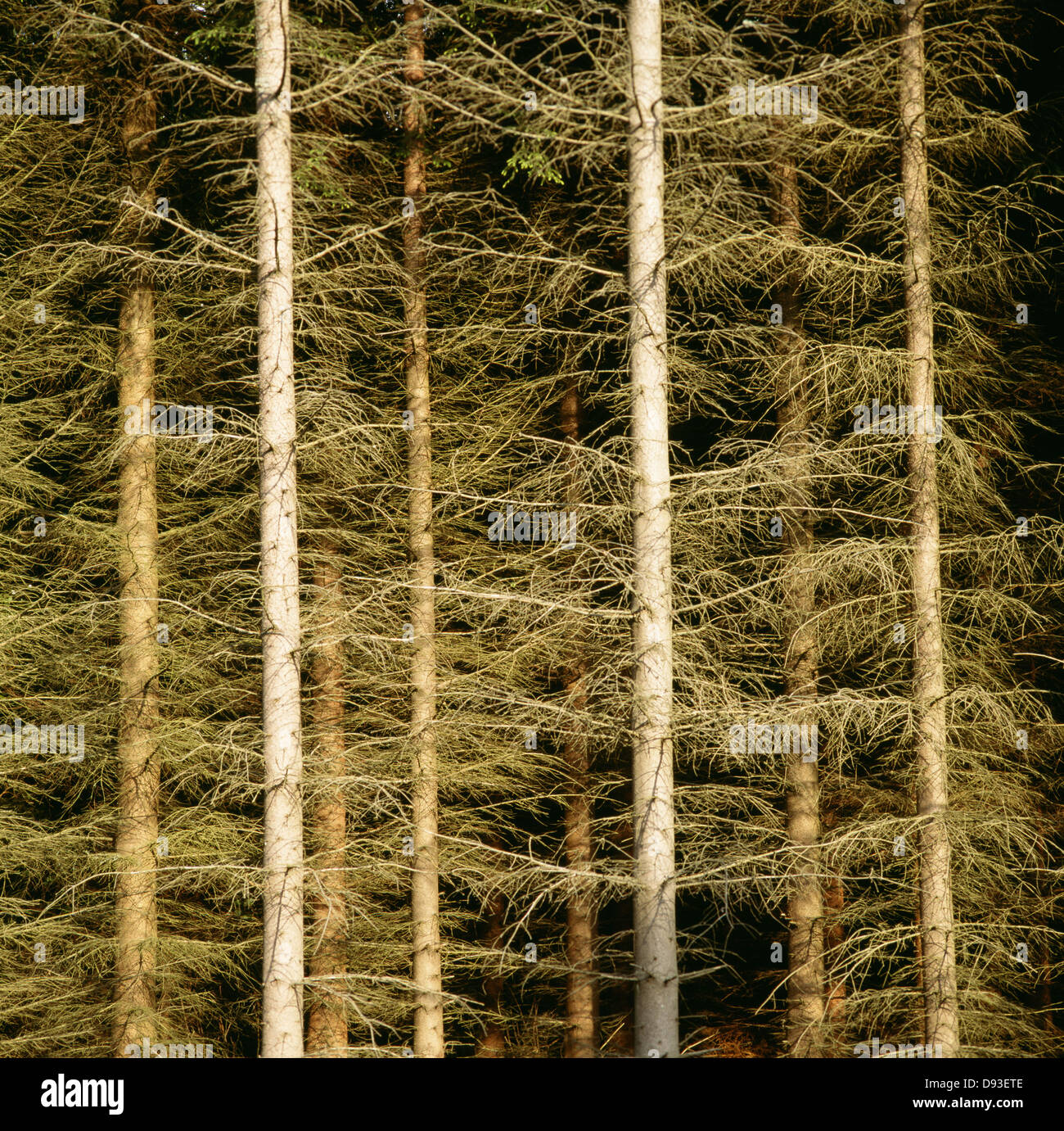 View of coniferous forest Stock Photo - Alamy
