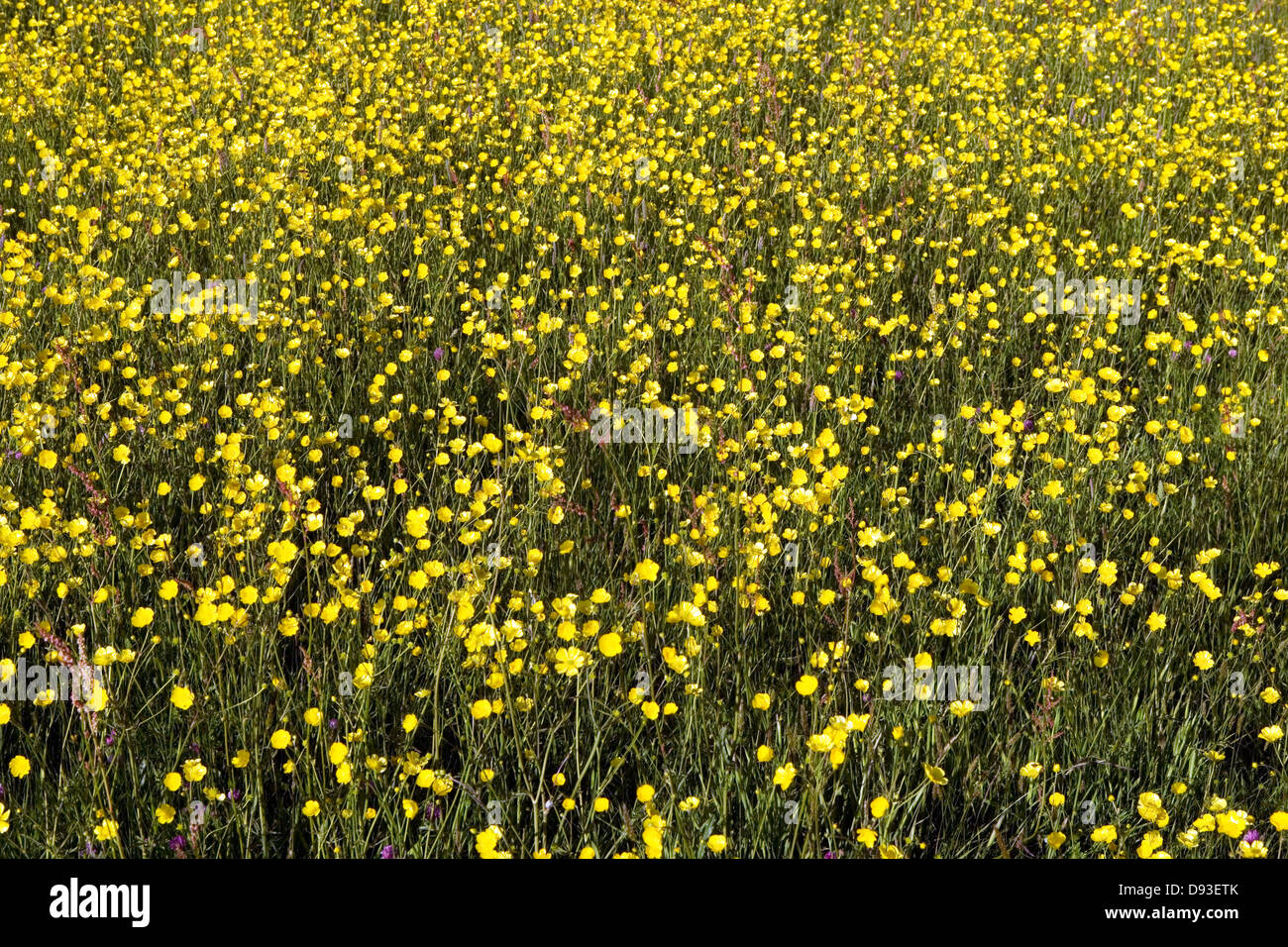 Wild buttercup hi-res stock photography and images - Alamy