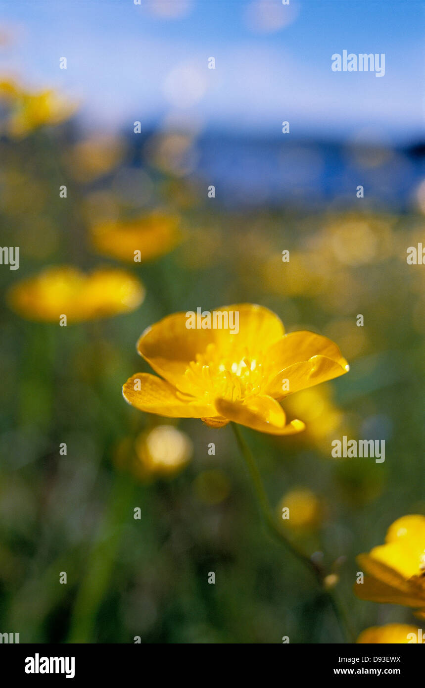 Meadow buttercup summer hi-res stock photography and images - Alamy