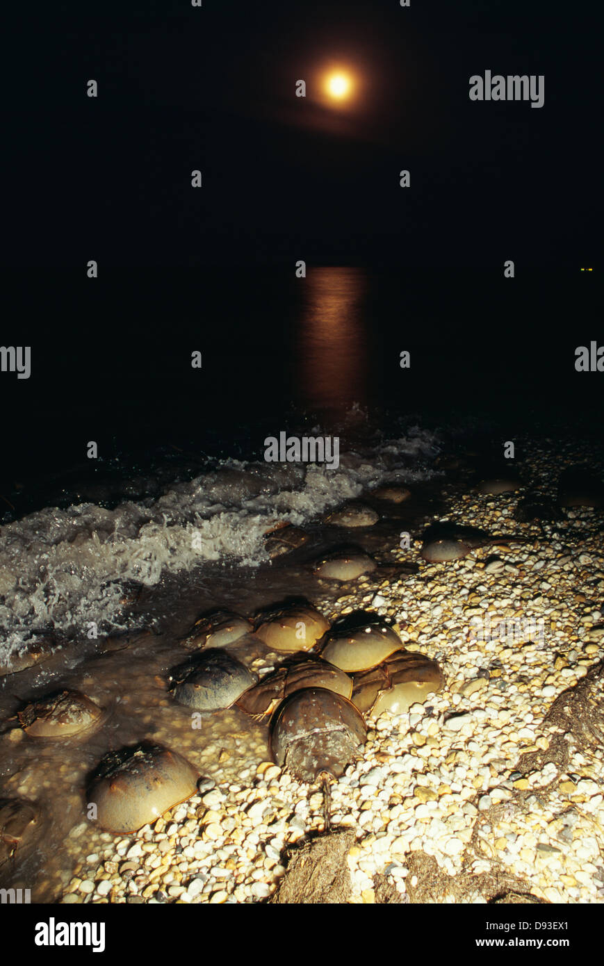 Pebbles by water with moon in background Stock Photo - Alamy