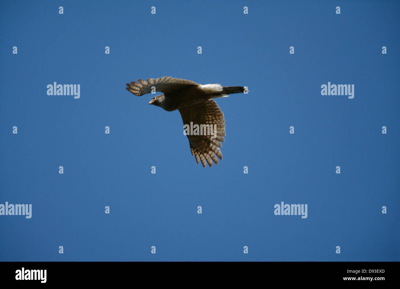 Fast horizontal flight hi-res stock photography and images - Alamy