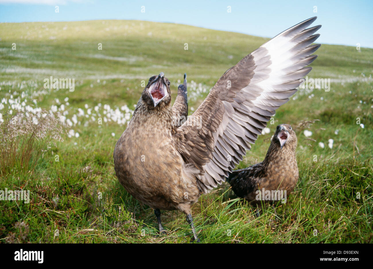 Birds in grassland Stock Photo - Alamy