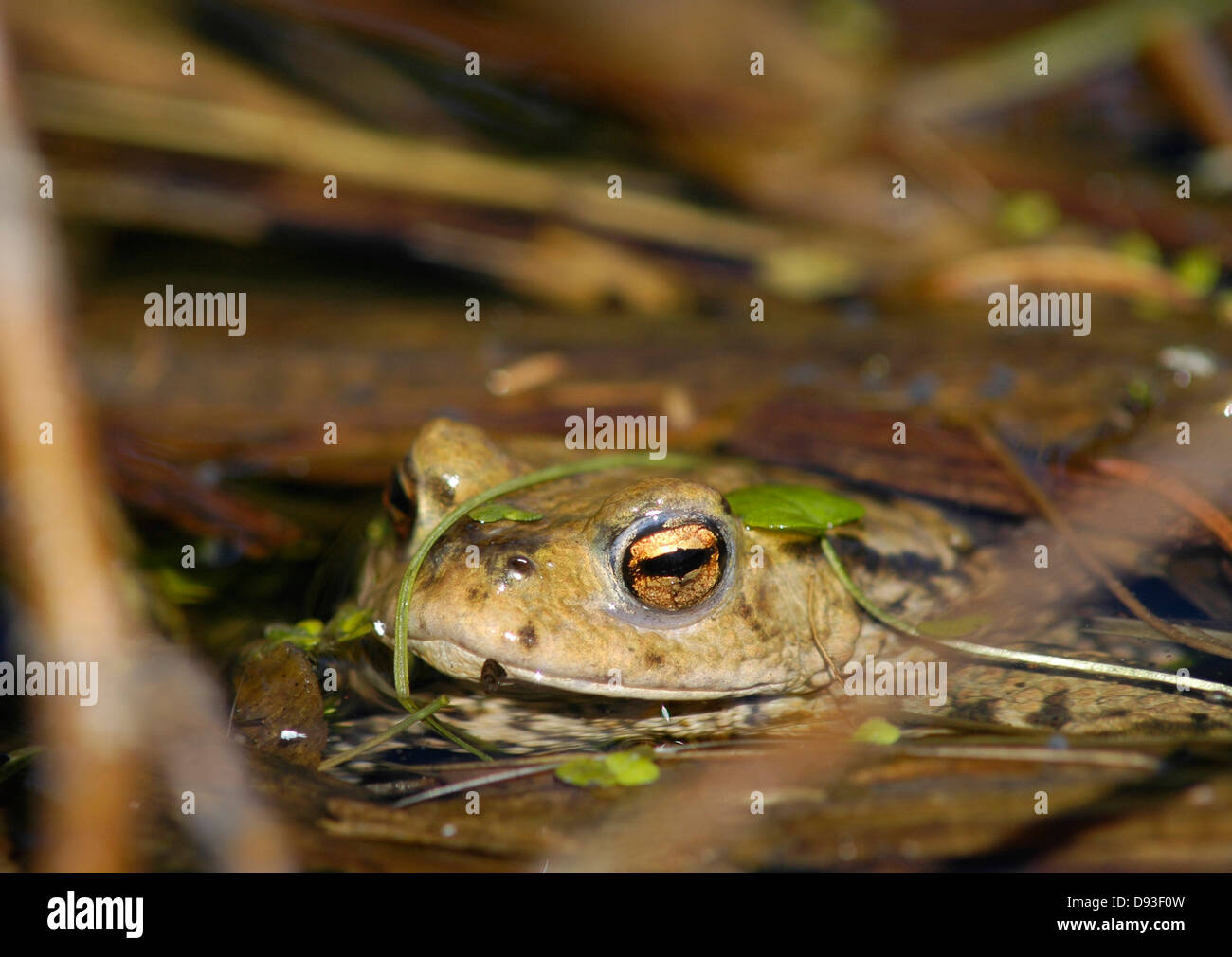 Toad lifting its head, Sweden Stock Photo - Alamy