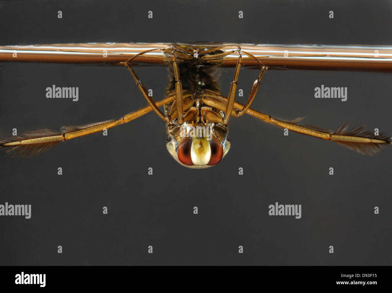 A backswimmers, close-up Stock Photo - Alamy