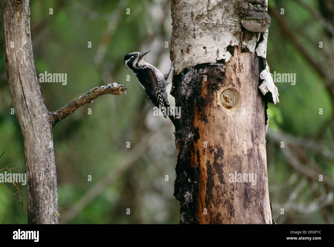 Woodpecker on tree, side view Stock Photo - Alamy
