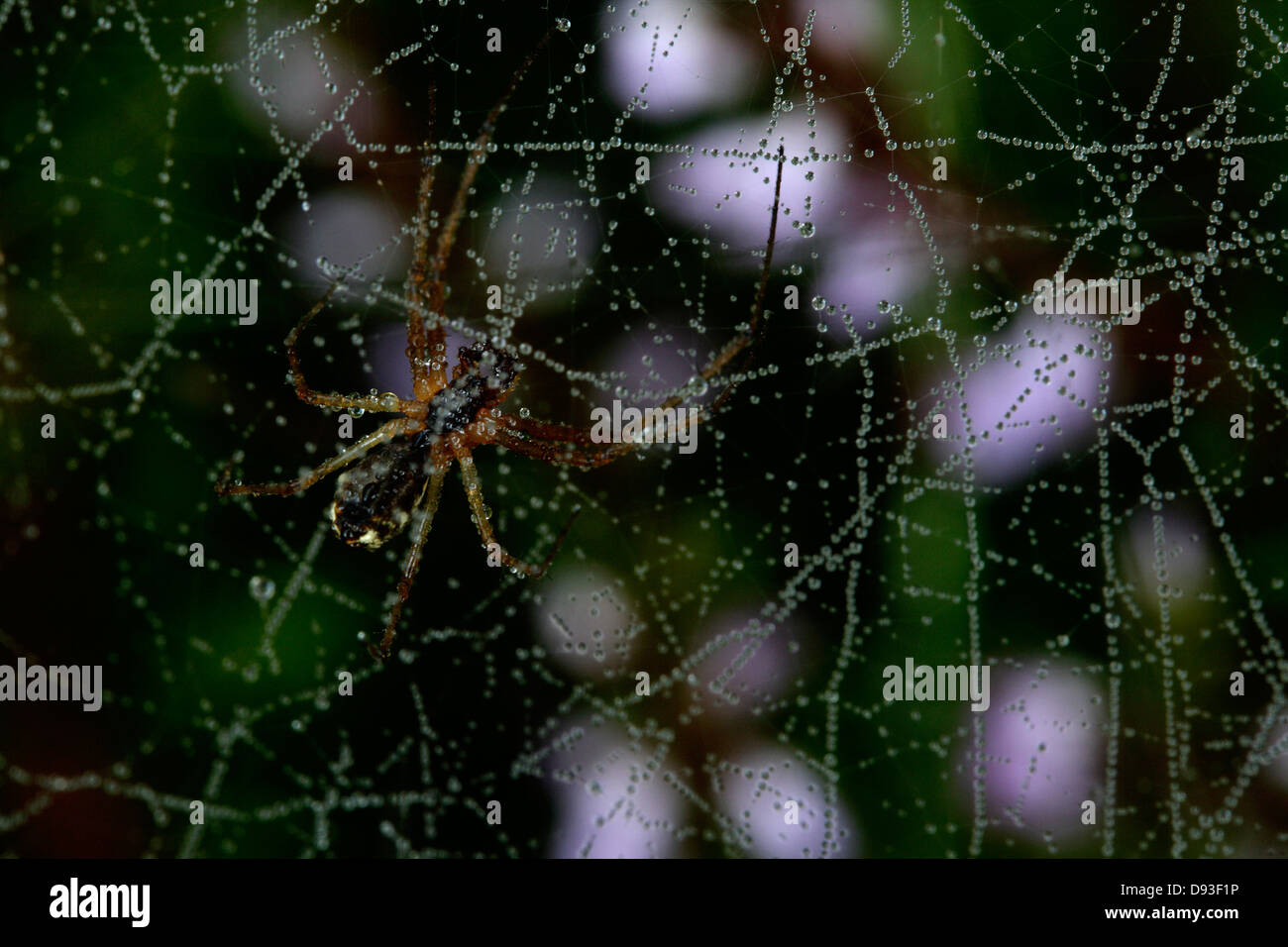 A spider and web Stock Photo - Alamy