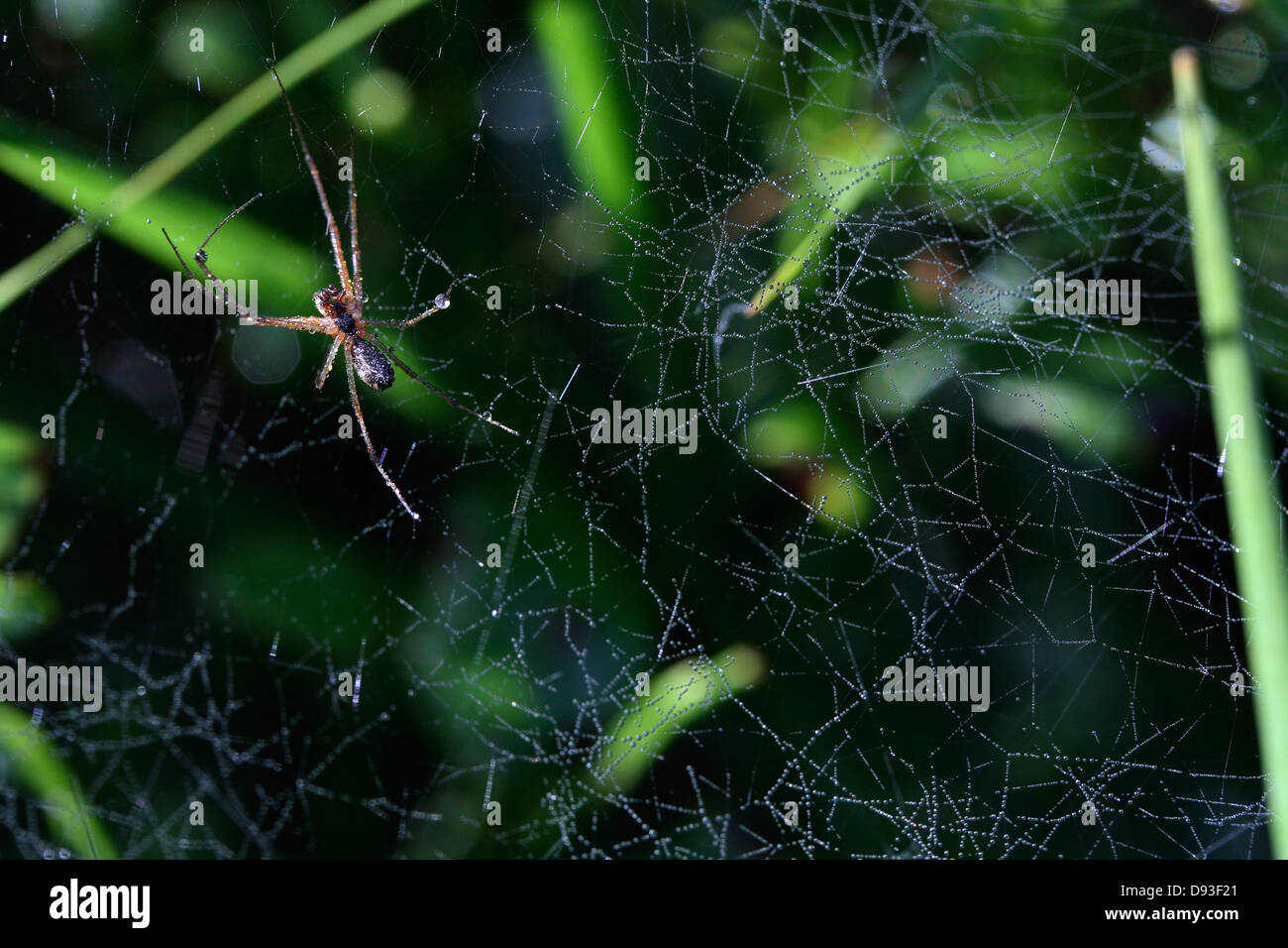 A spider and web Stock Photo - Alamy