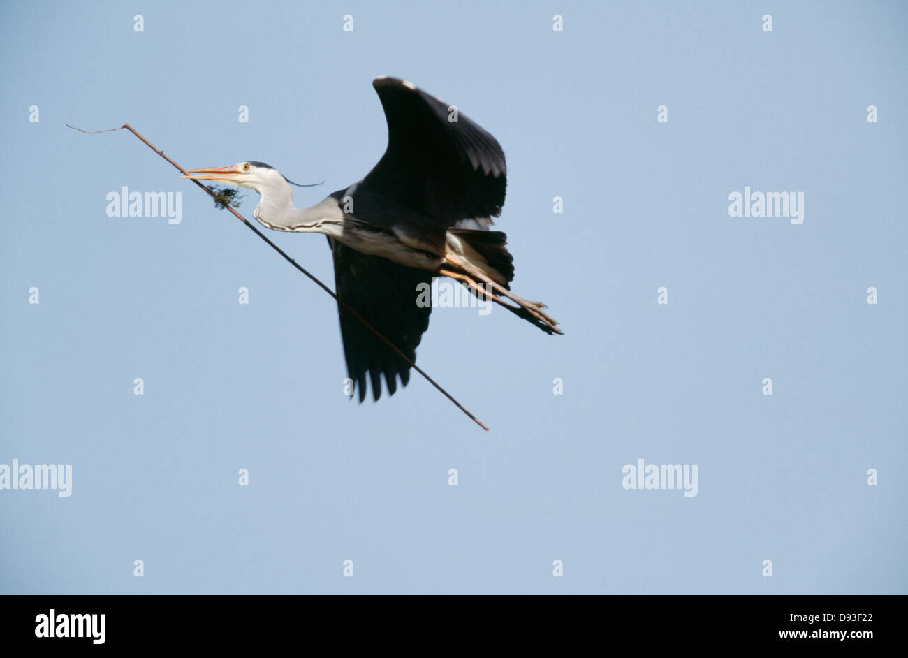 Bird flying with stick in beak, low angle view Stock Photo - Alamy