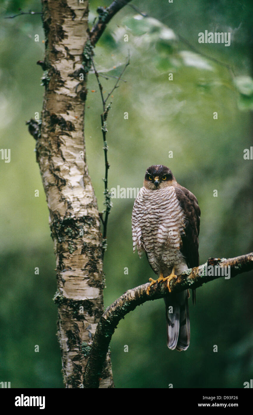Bird perched on tree Stock Photo - Alamy