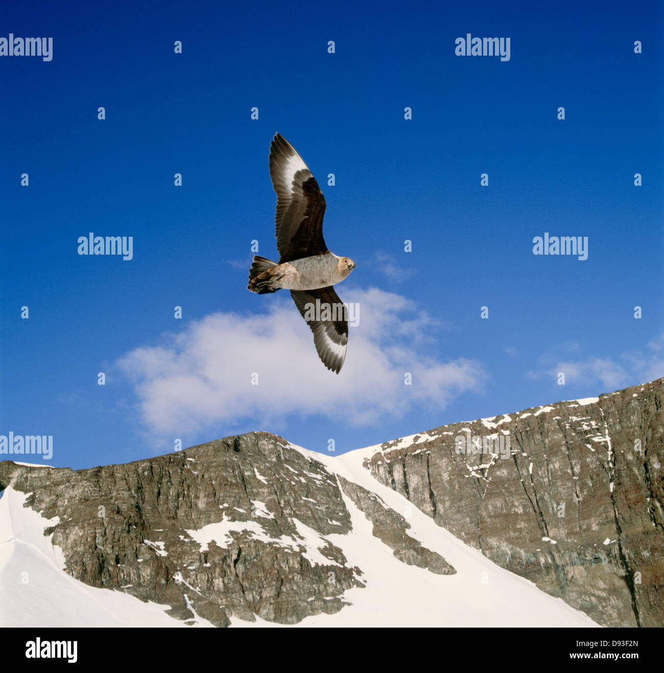 Bird wheeling above mountain range Stock Photo - Alamy