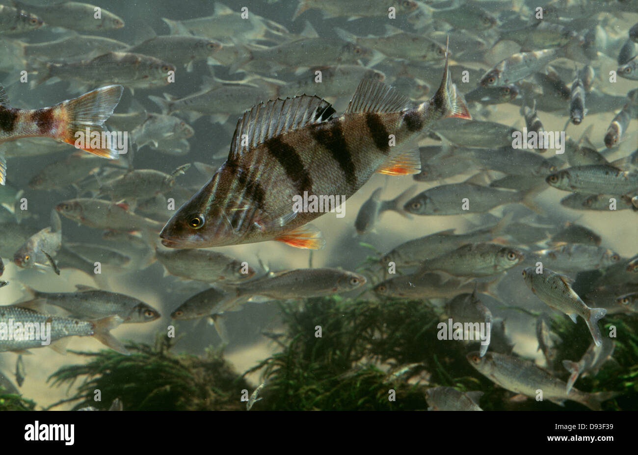 Fish floating in water by plants Stock Photo - Alamy