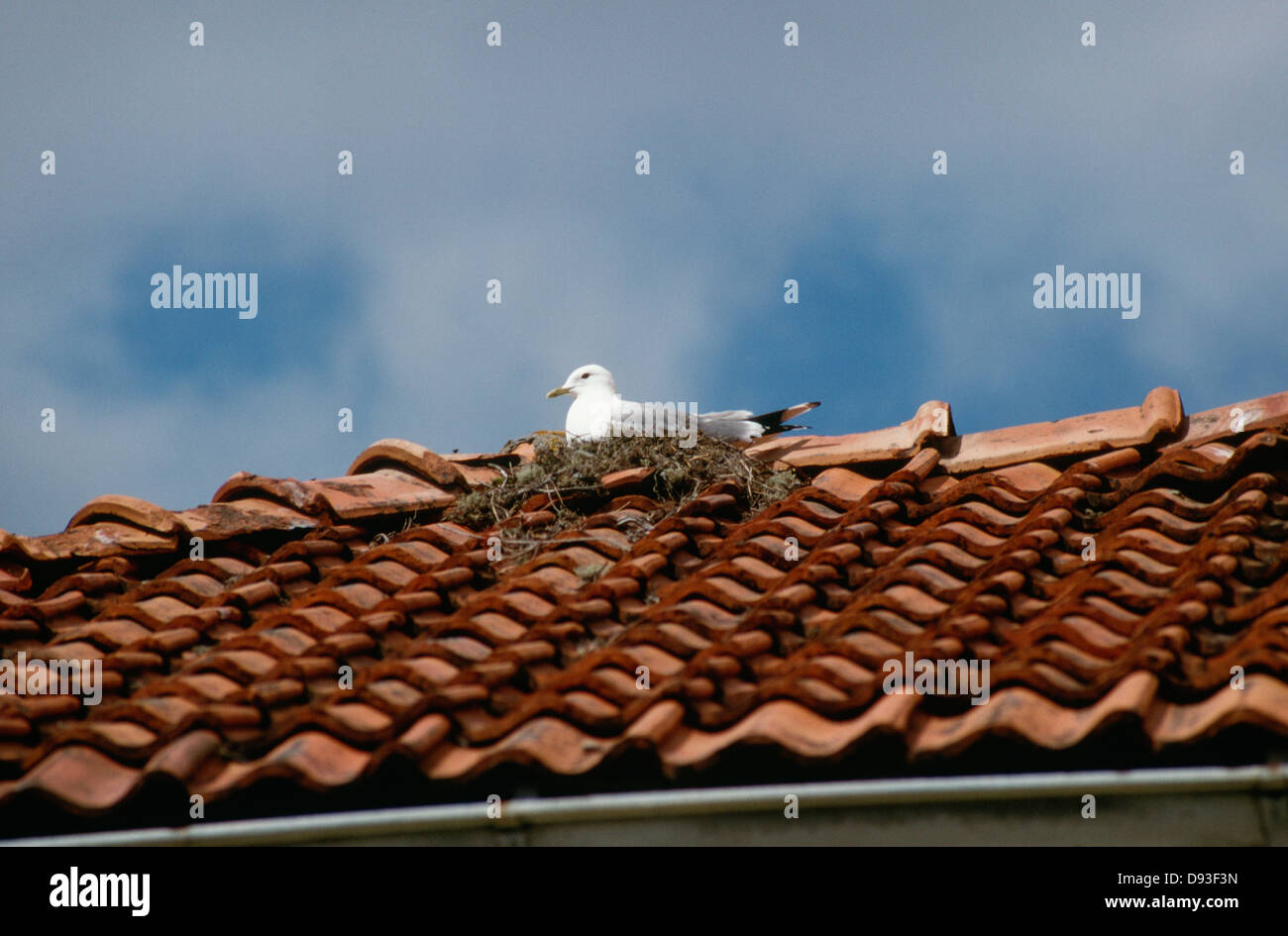 Seagull on tiled roof hi-res stock photography and images - Alamy